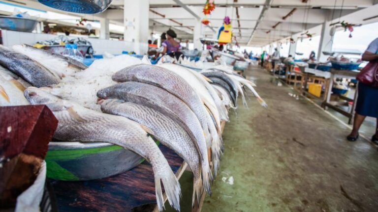 Pêche artisanale : le Gabon veut reconquérir un secteur dominé à 95 % ...